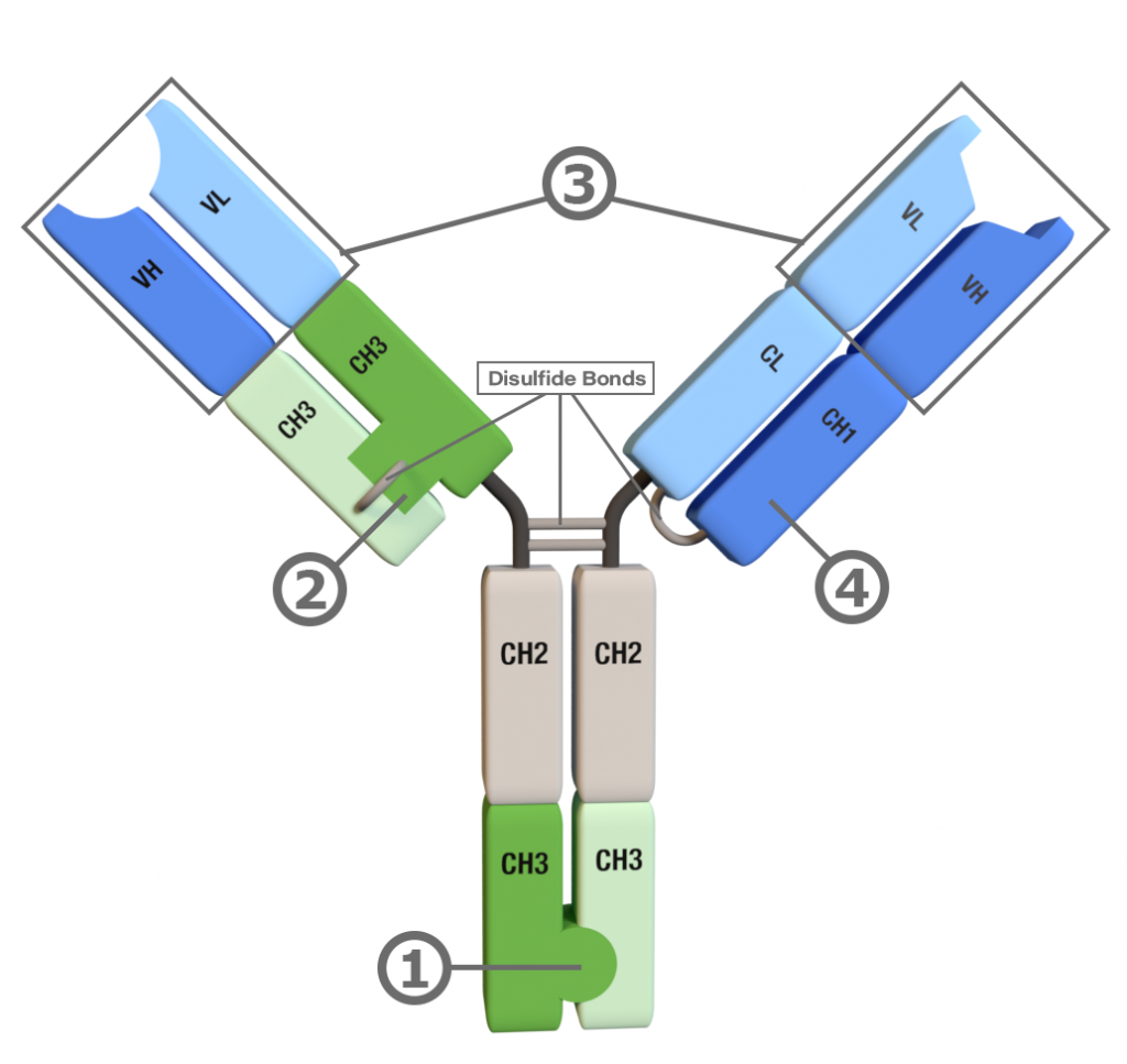 B-Body Express Promo - Invenra