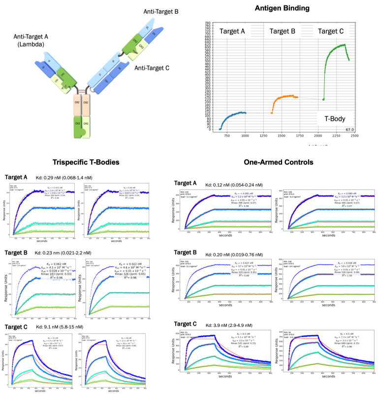 T-Body Trispecifics - Invenra